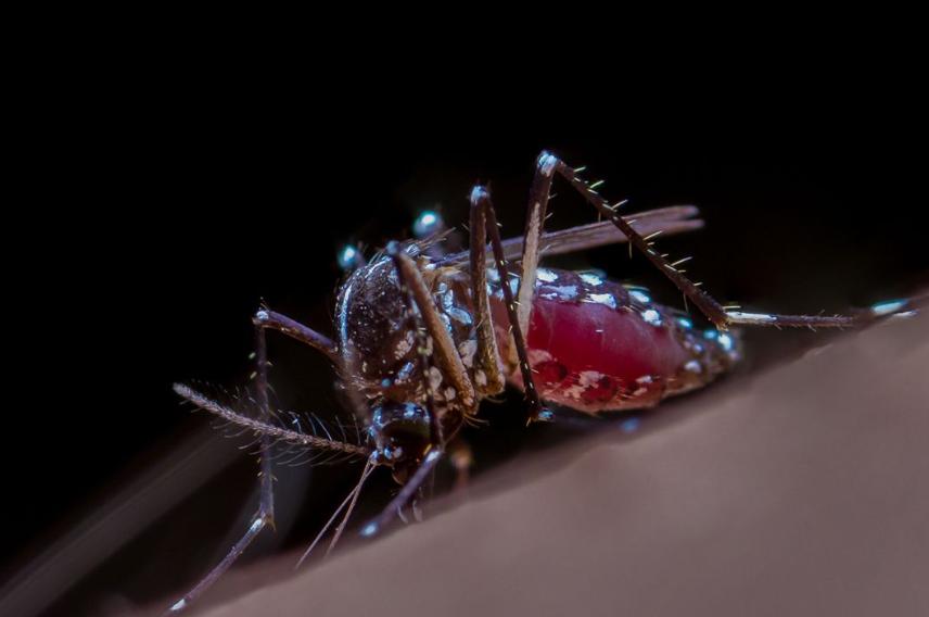 How terrible is the flower mosquito, the "enemy of the whole people ...