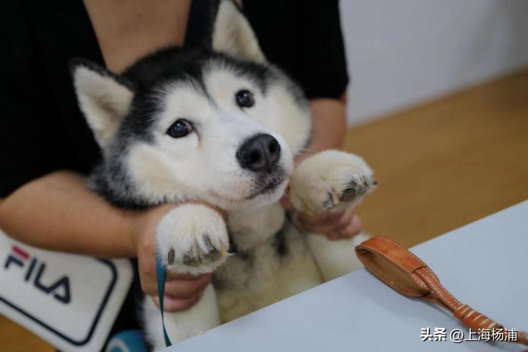 Civilized dog raising, "pet" me first - iNEWS