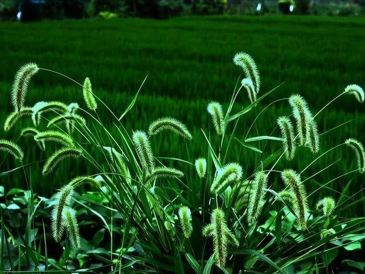 Dog's tail grass is a treasure, used to boil water to drink, or can ...