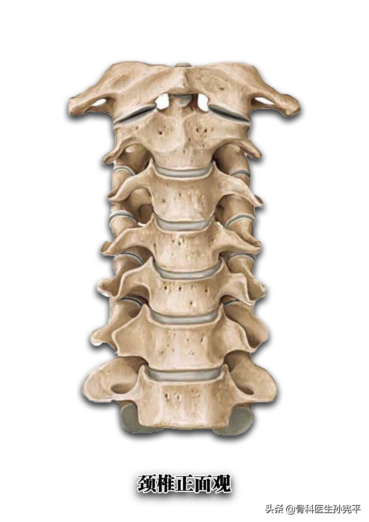 Anatomy Atlas of Cervical Bone Structure - iNEWS