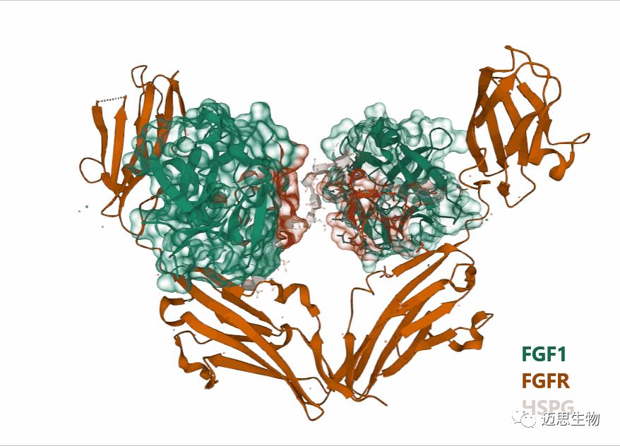 FGF1：抗糖尿病潛在藥物 - 資訊咖