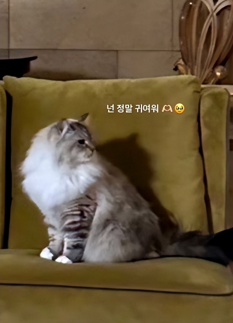 Blackpink Jisoo Jisoo "Cat photo that makes cats jealous" - iMedia