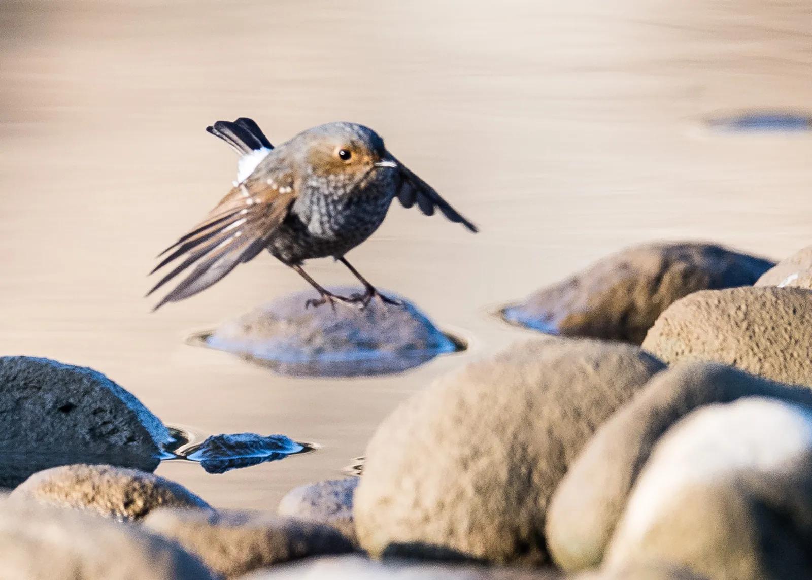 Red-tailed robin 0791 - iNEWS