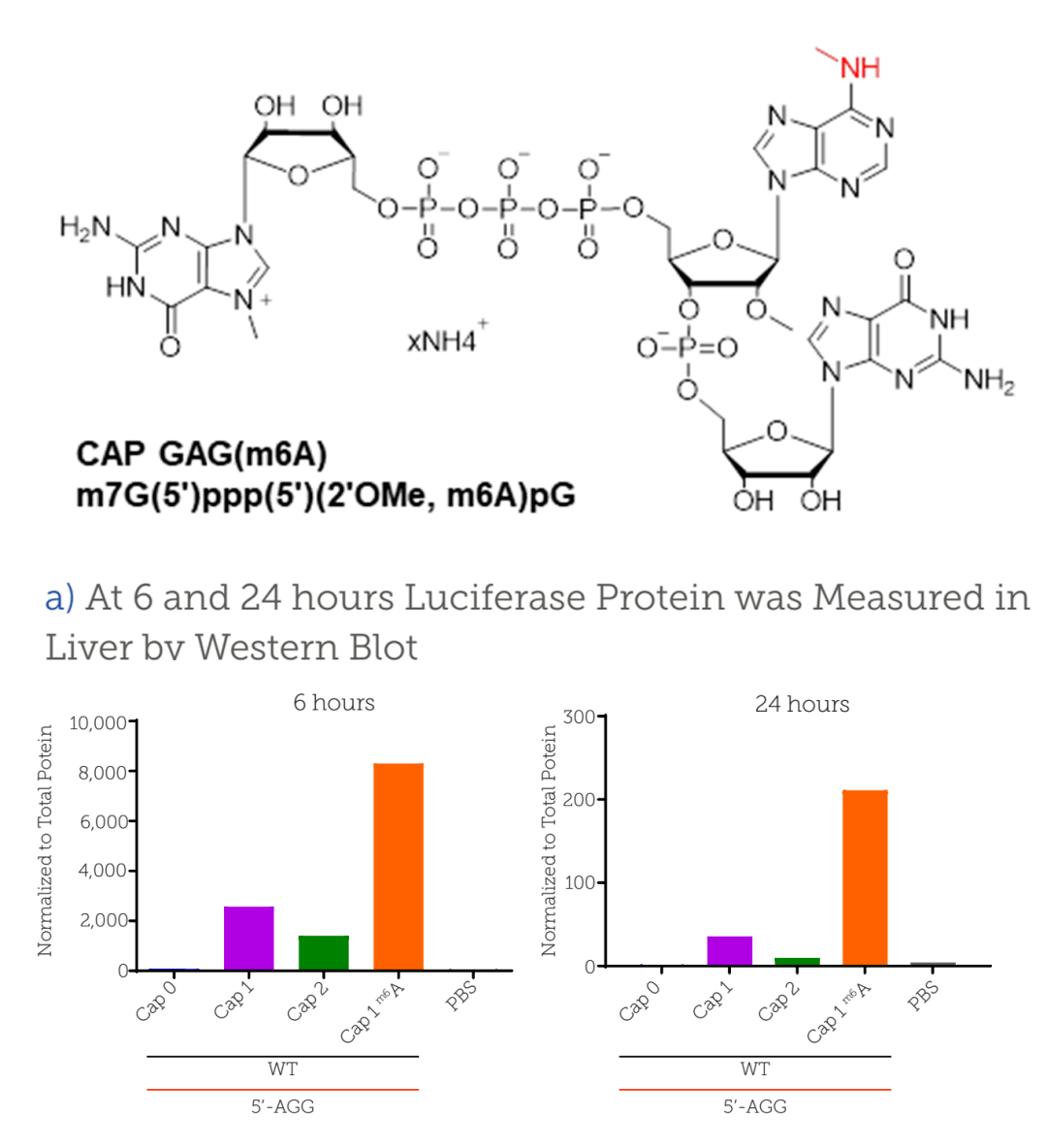 Self-developed mRNA one-step co-transcription cap analog - iNEWS