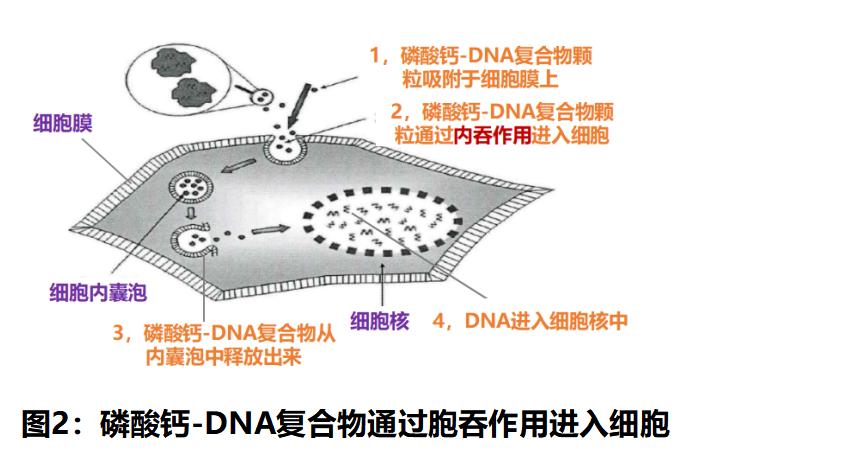 Genetic modification project 3: calcium phosphate transfection method ...