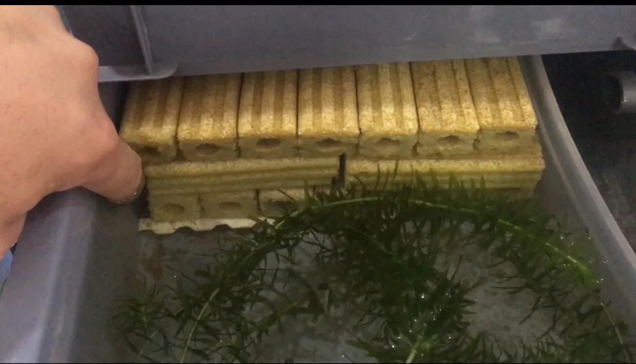 My fish tank ecological filtration system is swamp filtration, trickle ...