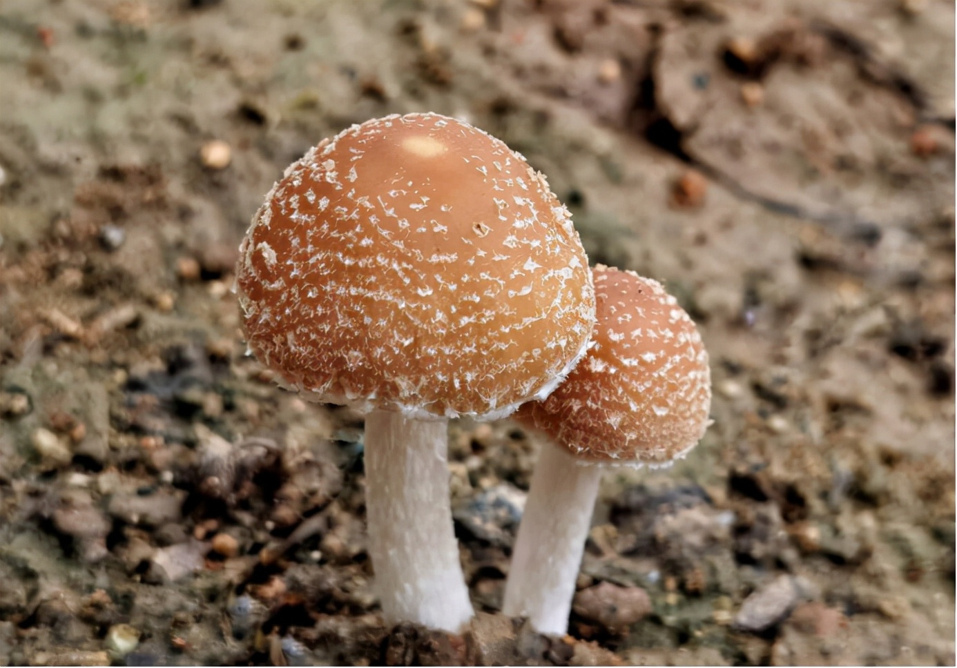 Evolutionary coincidence?Why do human "Ding Ding" look like mushrooms ...