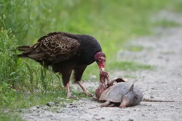 How Vultures Eat Rotten Meat Without Getting Sick - iNEWS