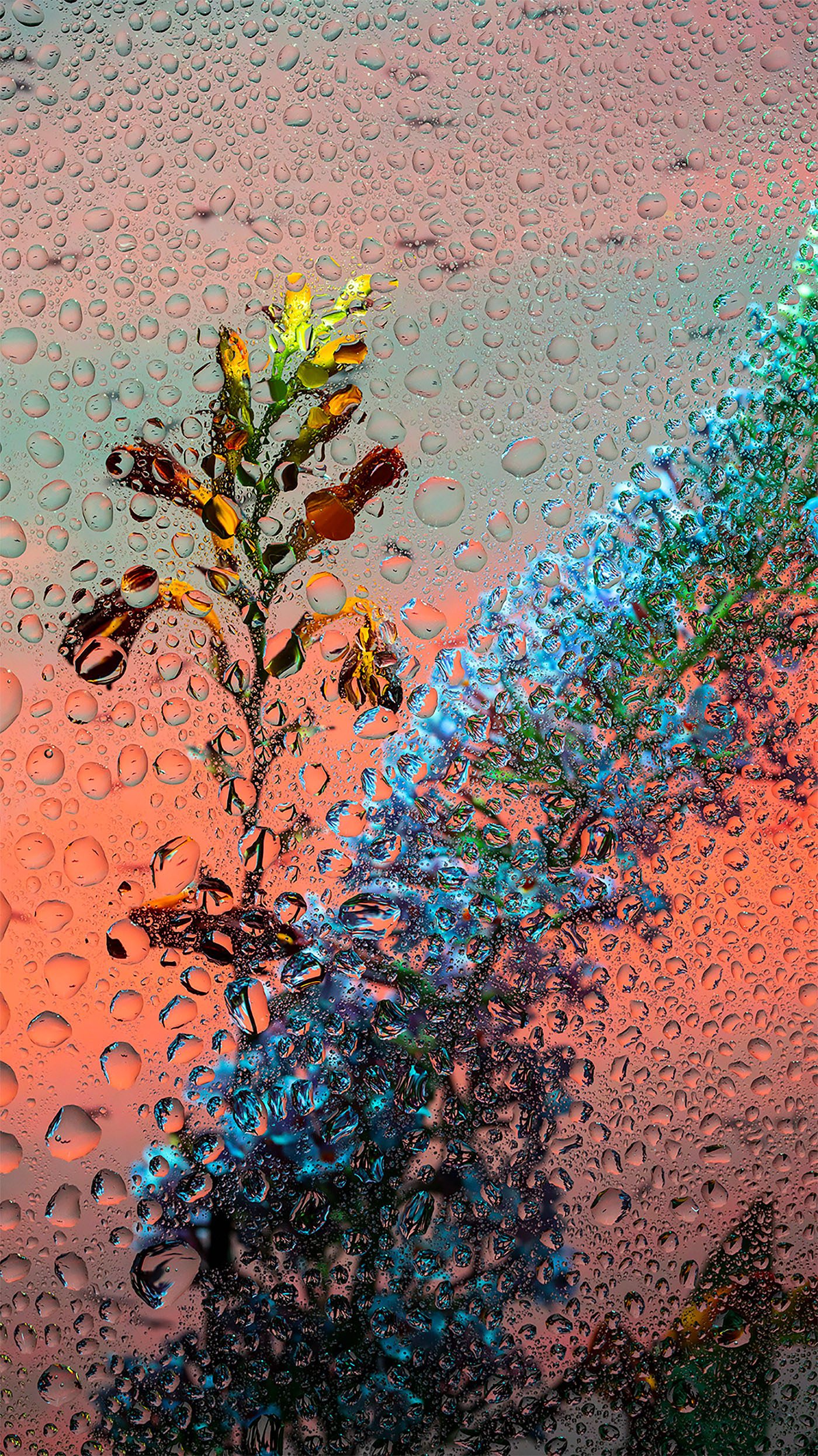 Davy Evans Flower Photography Appreciation - iNEWS