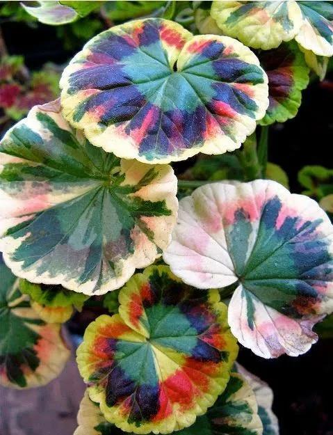 "Hundred Flowers Collection" (339) - iNEWS