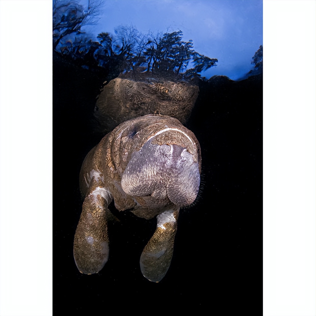 Manatees: the gentle giants of the sea - iNEWS