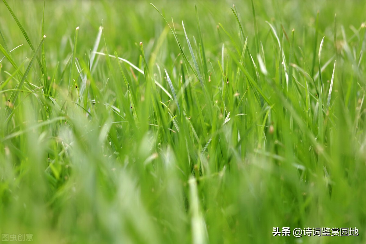 Mei Yaochen's 1 poem, there is grass everywhere without writing grass ...