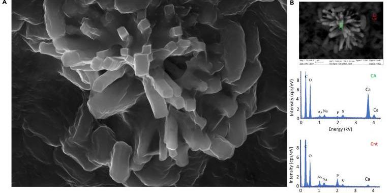 Biofilms of Bacillus subtilis promote regulation of intracellular and ...
