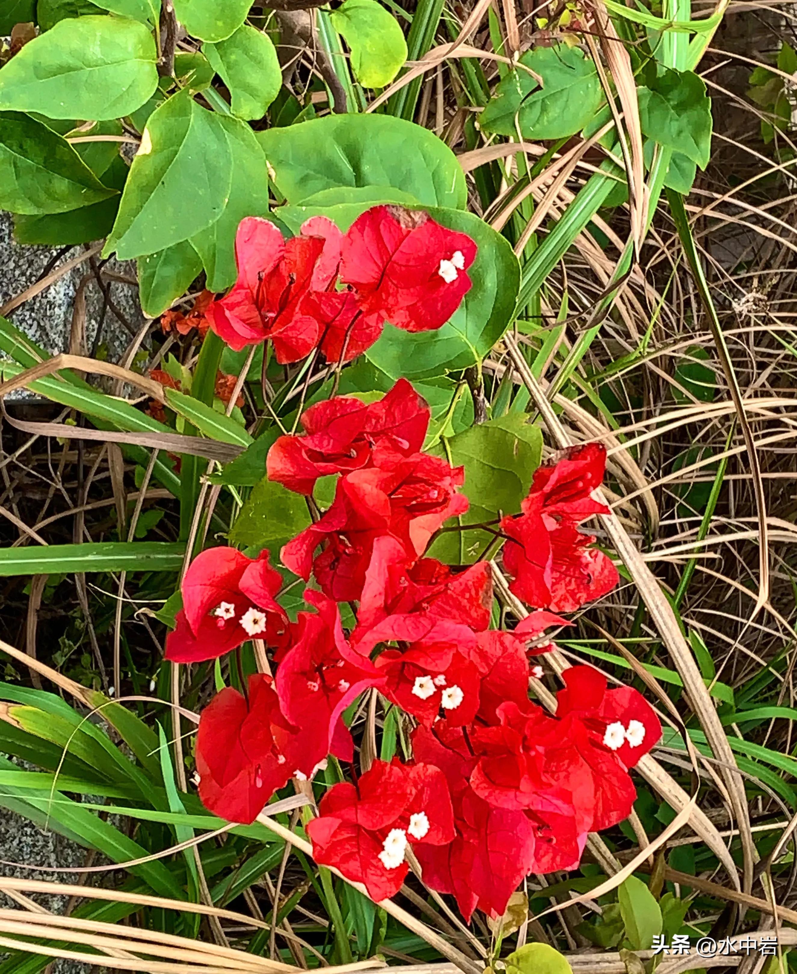 Walking into the spring in March, in the embrace of nature, you can ...