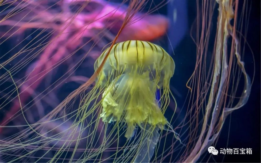 Who is the king of poison in the biological world? - iMedia