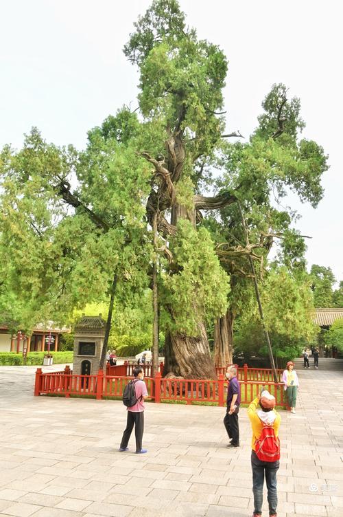 This is the oldest cypress tree in the world. It was planted by the ...