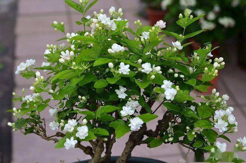 10 big favorite sour flowers, all are "vinegar jars", half a glass of ...