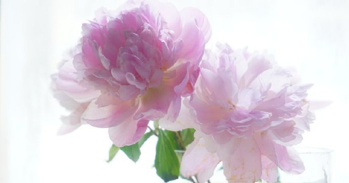Twenty beautiful peony poems, the sun is shining, the wind is making ...