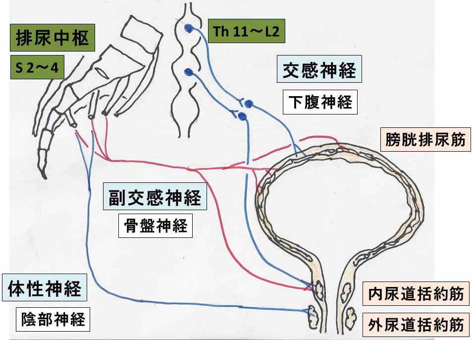Urinary Continence Mechanisms in Men - iNEWS