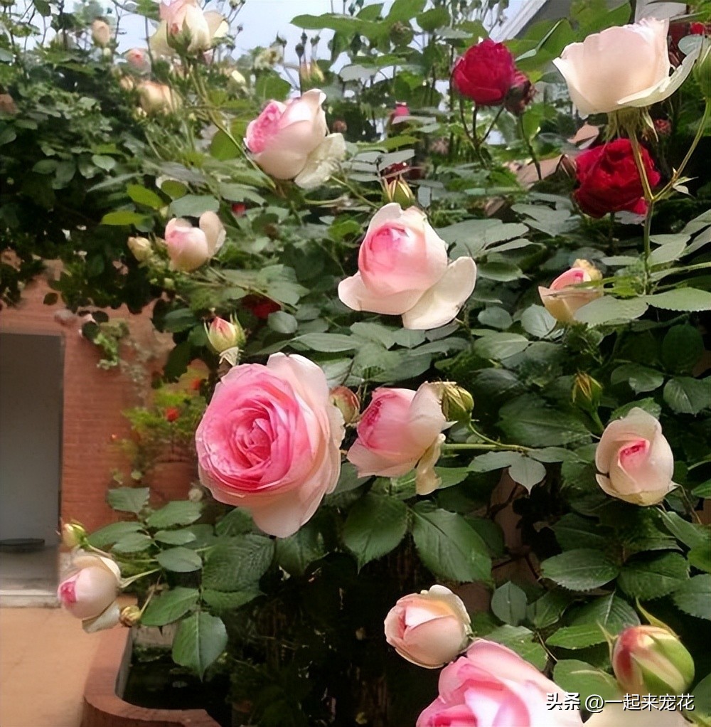 Raising roses after the fall - iNEWS