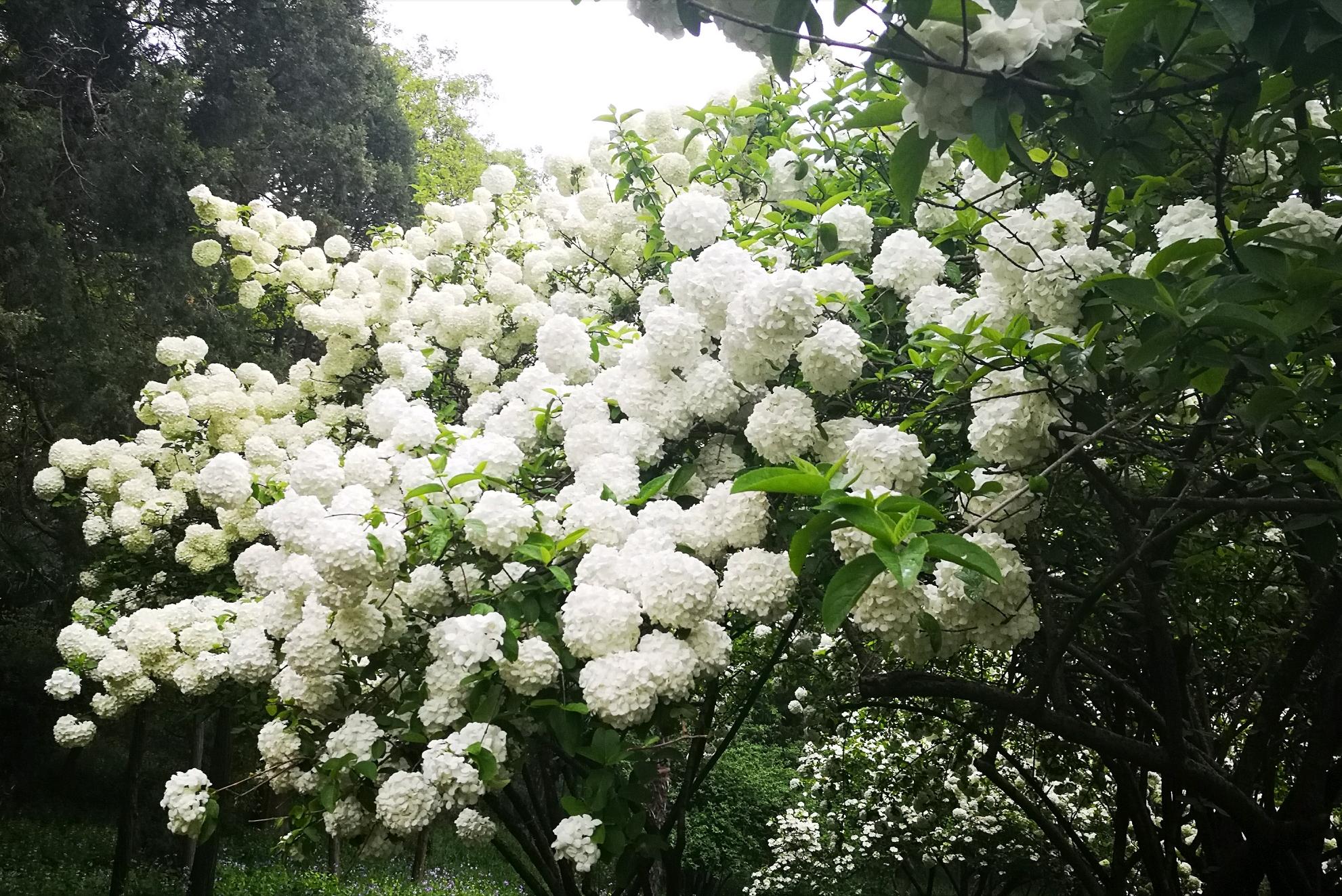 Hydrangea, only for green, amazing April day in the world - iMedia