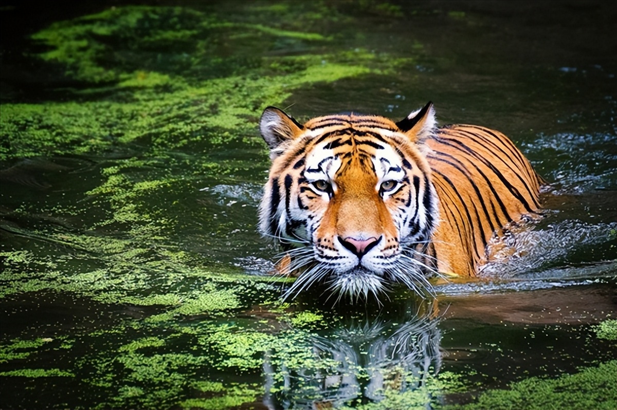 Siberian tiger secretly farts in the swimming pool to attract tourists ...