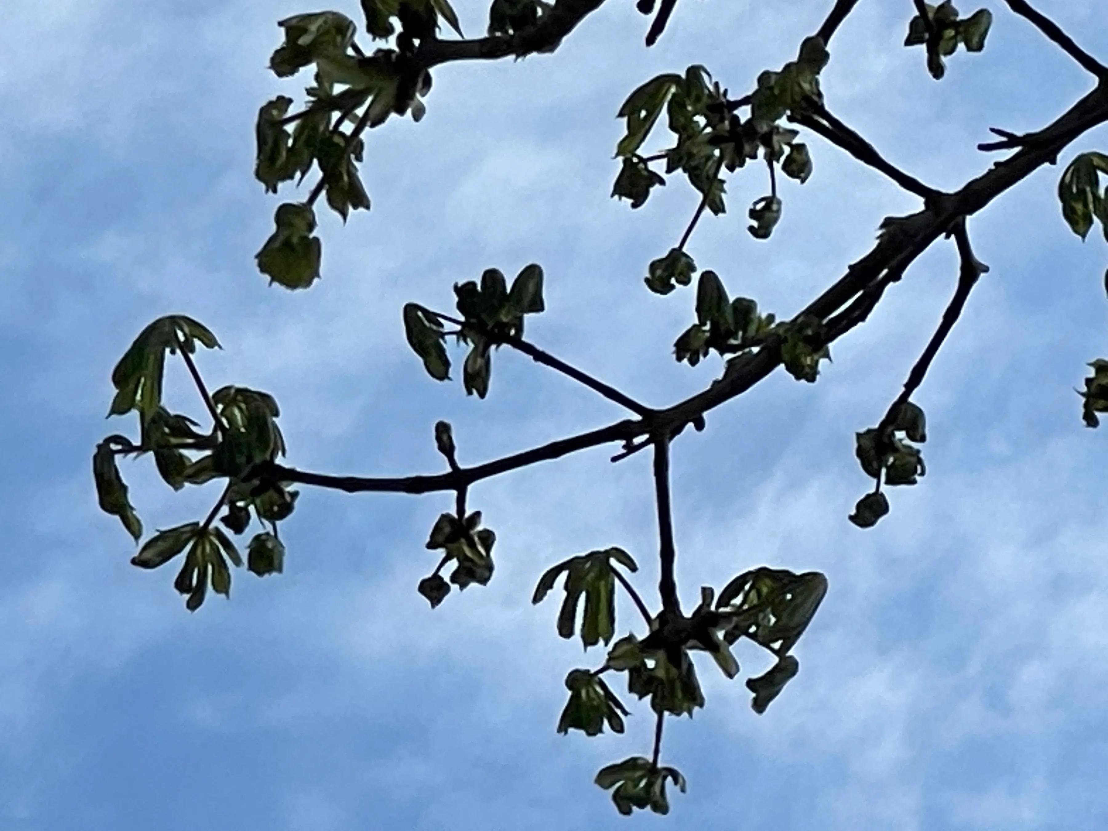 Horse Chestnut - I couldn't help but laugh when I saw its leaves for ...