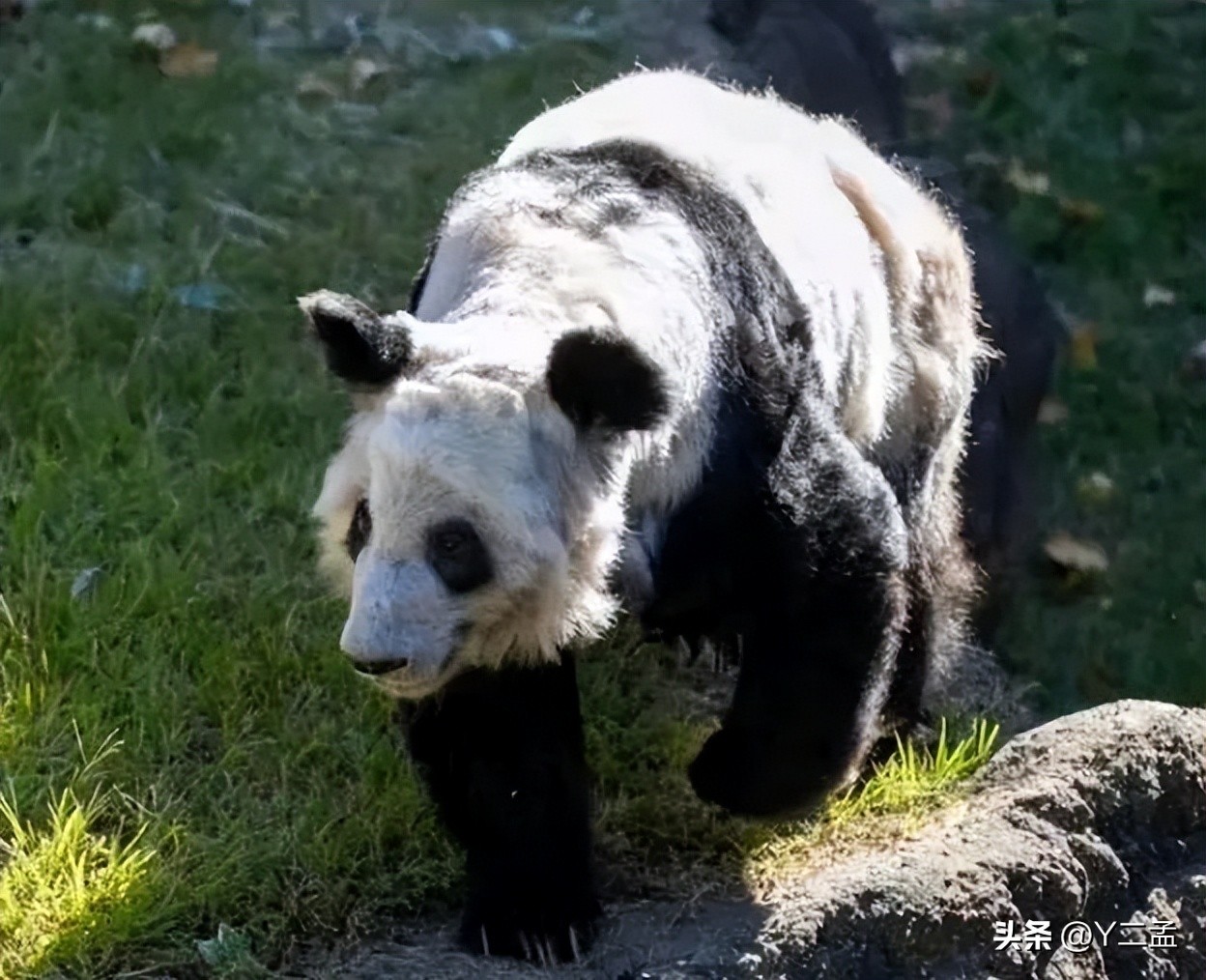 After 20 years of leaving home, the giant pandas in the United States ...