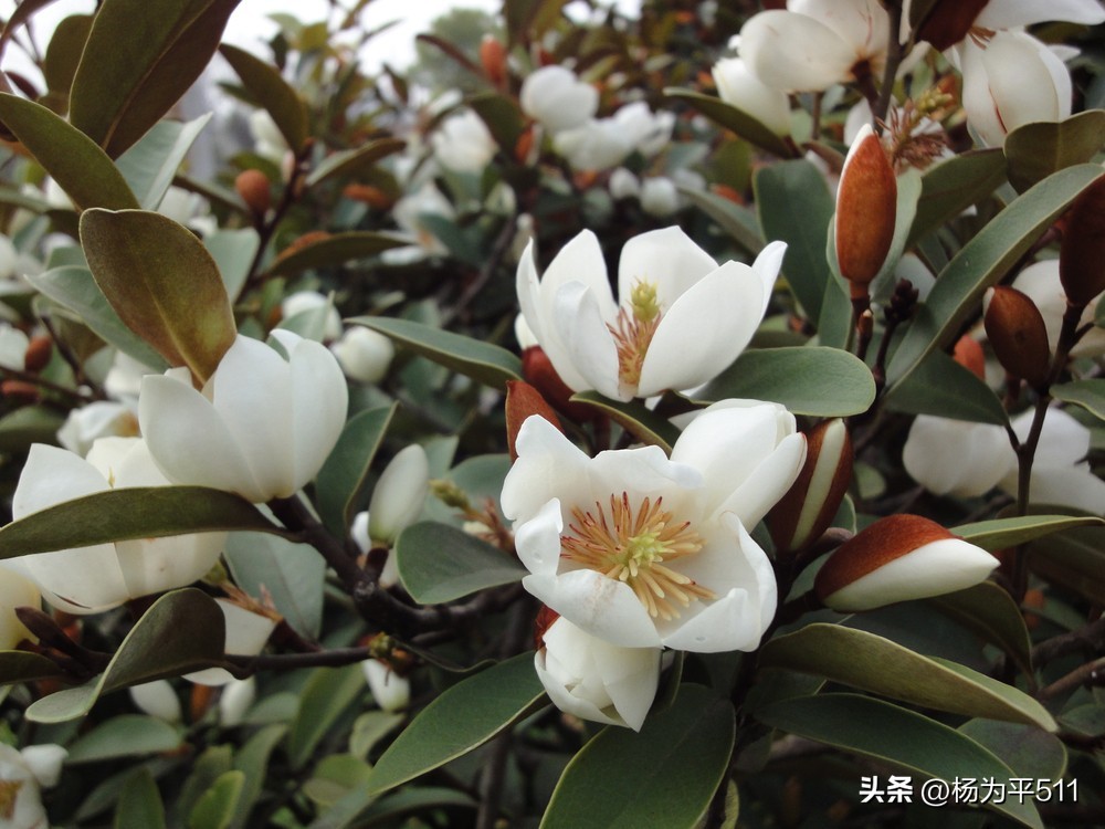 poetic smile flower - iMedia