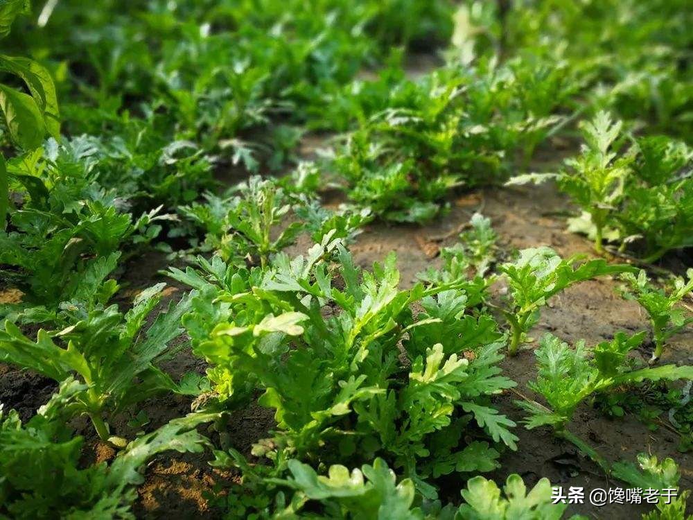 It is called "Emperor's Vegetable". It is rich in protein and 3 times ...