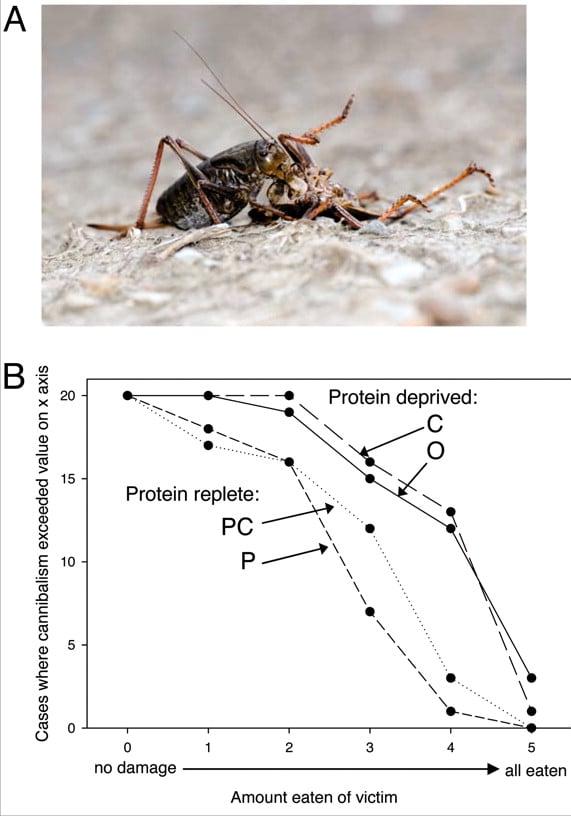 Cannibal crickets forced to march for protein and salt - iNEWS