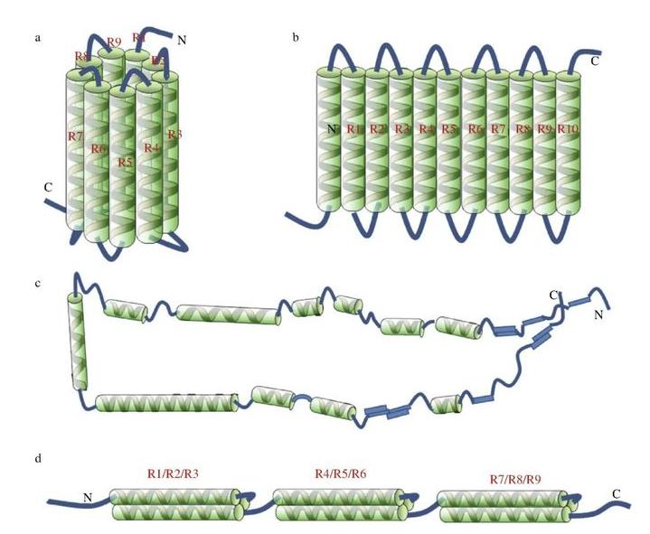Structure of cholesterol helical ribbons and self-assembled biosprings ...