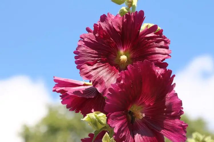 Visit the National Botanical Garden - 48. Knowing Plants: Hollyhock ...