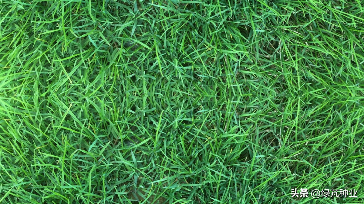 paradise grass seeds - iNEWS