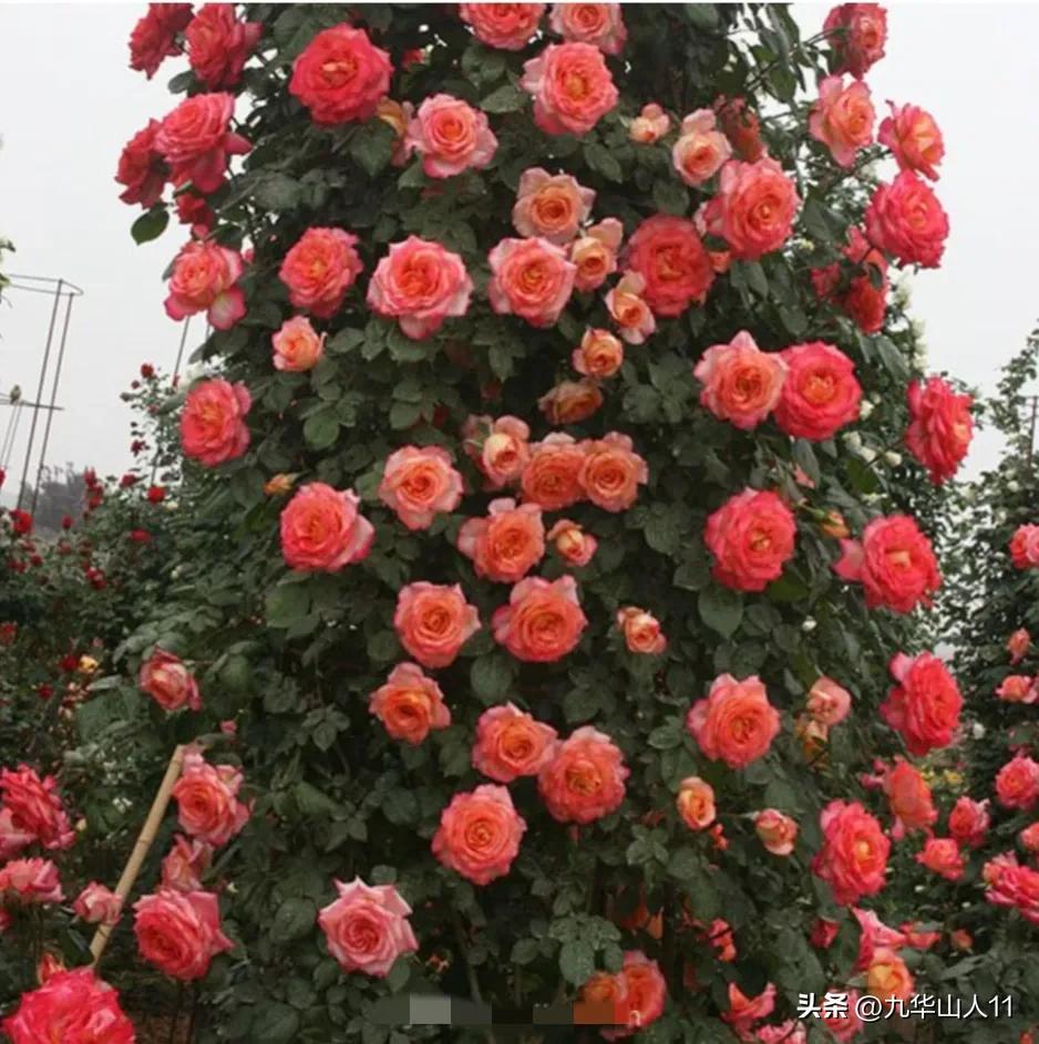 List of common vine rose varieties (Zhongda) (12) - iNEWS