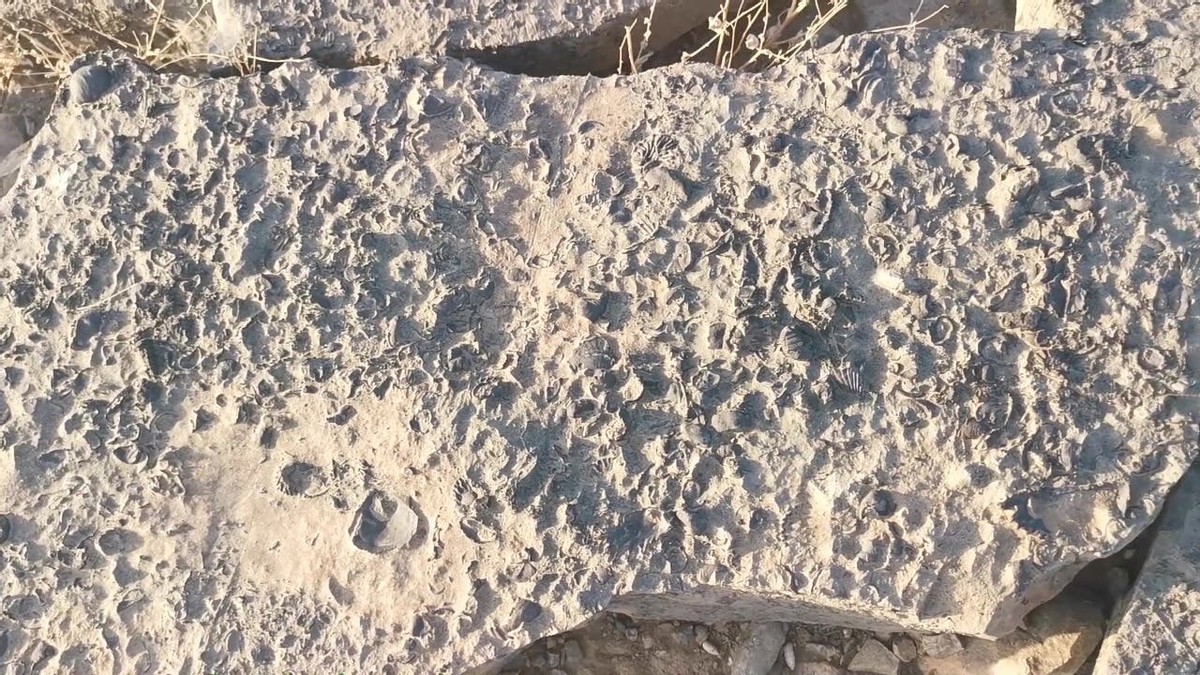 Jurassic marine fossils found in southern Saudi Arabia - iNEWS