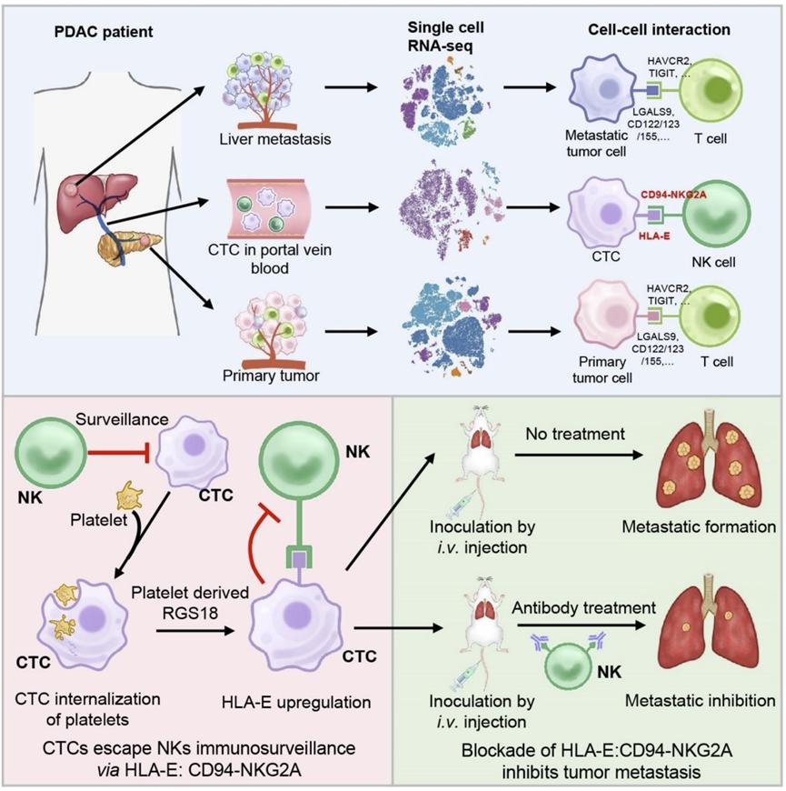 New mechanism of immune evasion by circulating tumor cells discovered ...