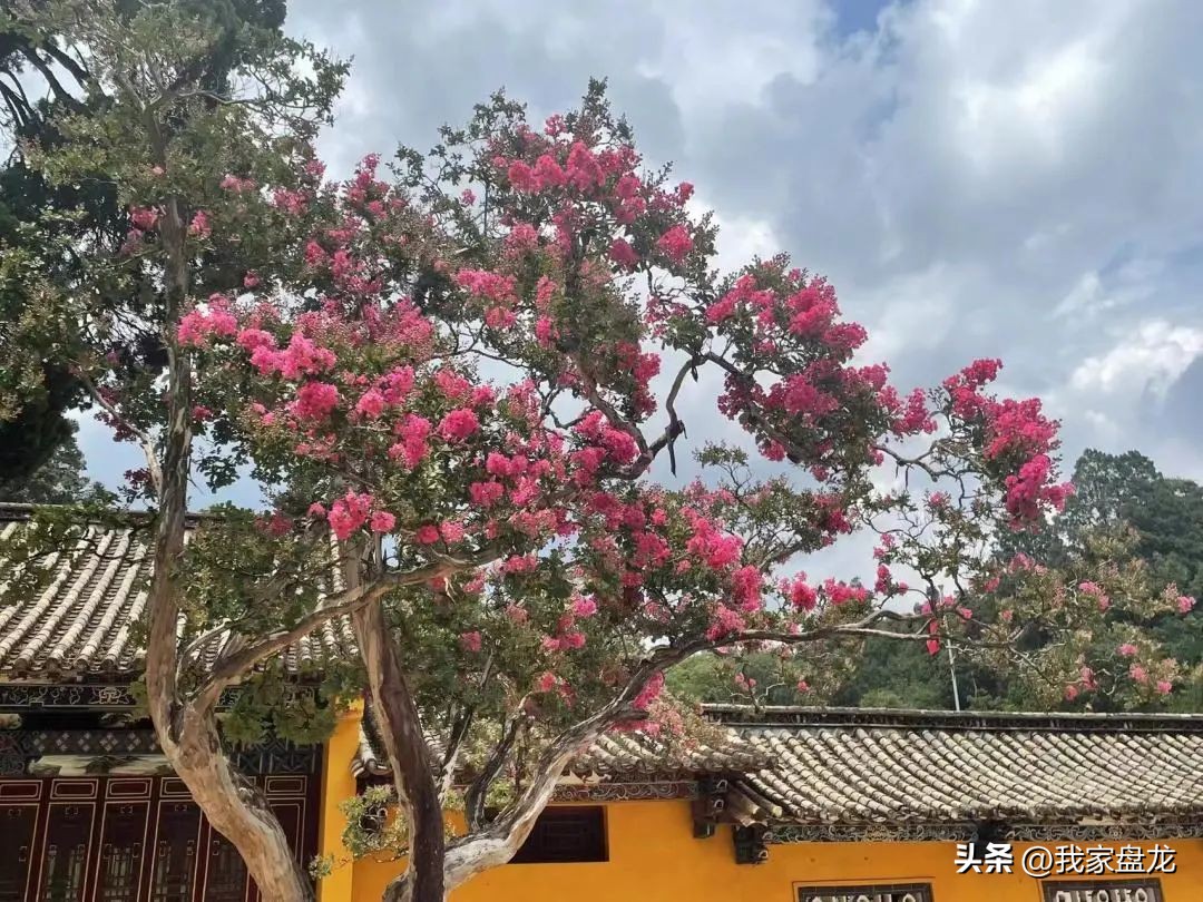 Amazing time! The century-old crape myrtle tree in Heilongtan Park is ...