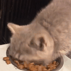 What happened to the cat who only ate kimchi three times a day... - iMedia