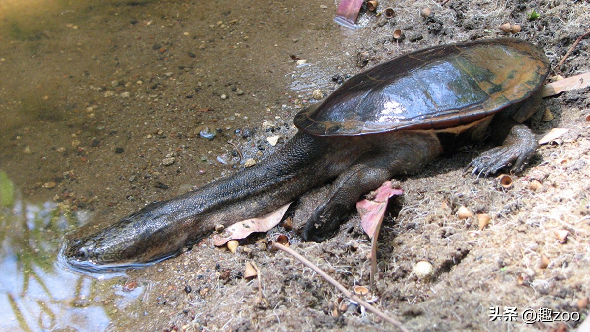 Top 10 Most Expensive Turtles In The World - iNEWS