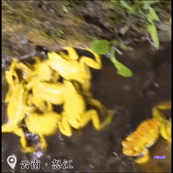 What would happen if tens of thousands of golden toads appeared in the ...
