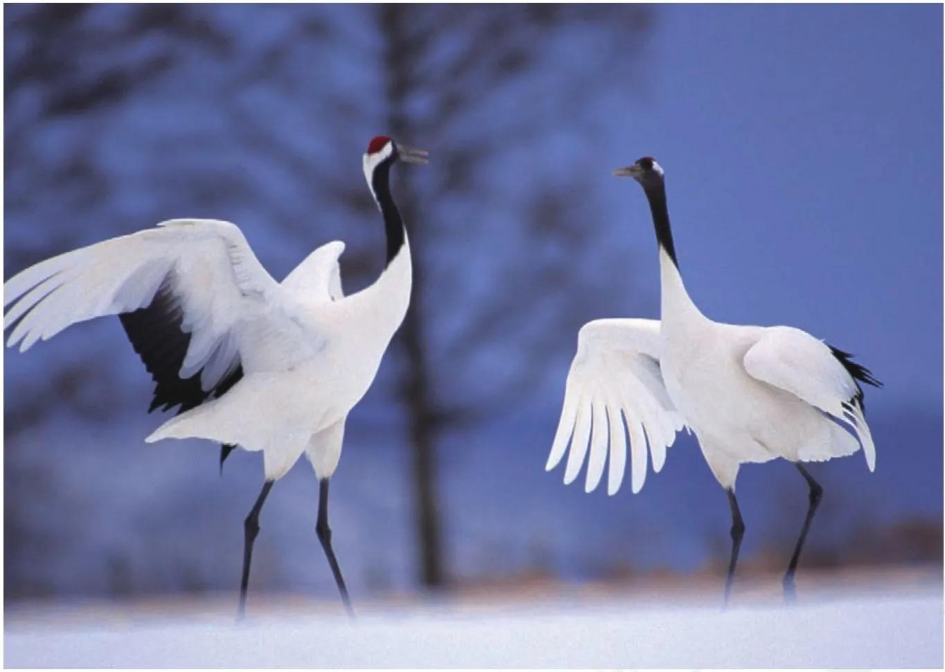 Appreciate the graceful and noble cranes, white cranes, gray-crowned ...