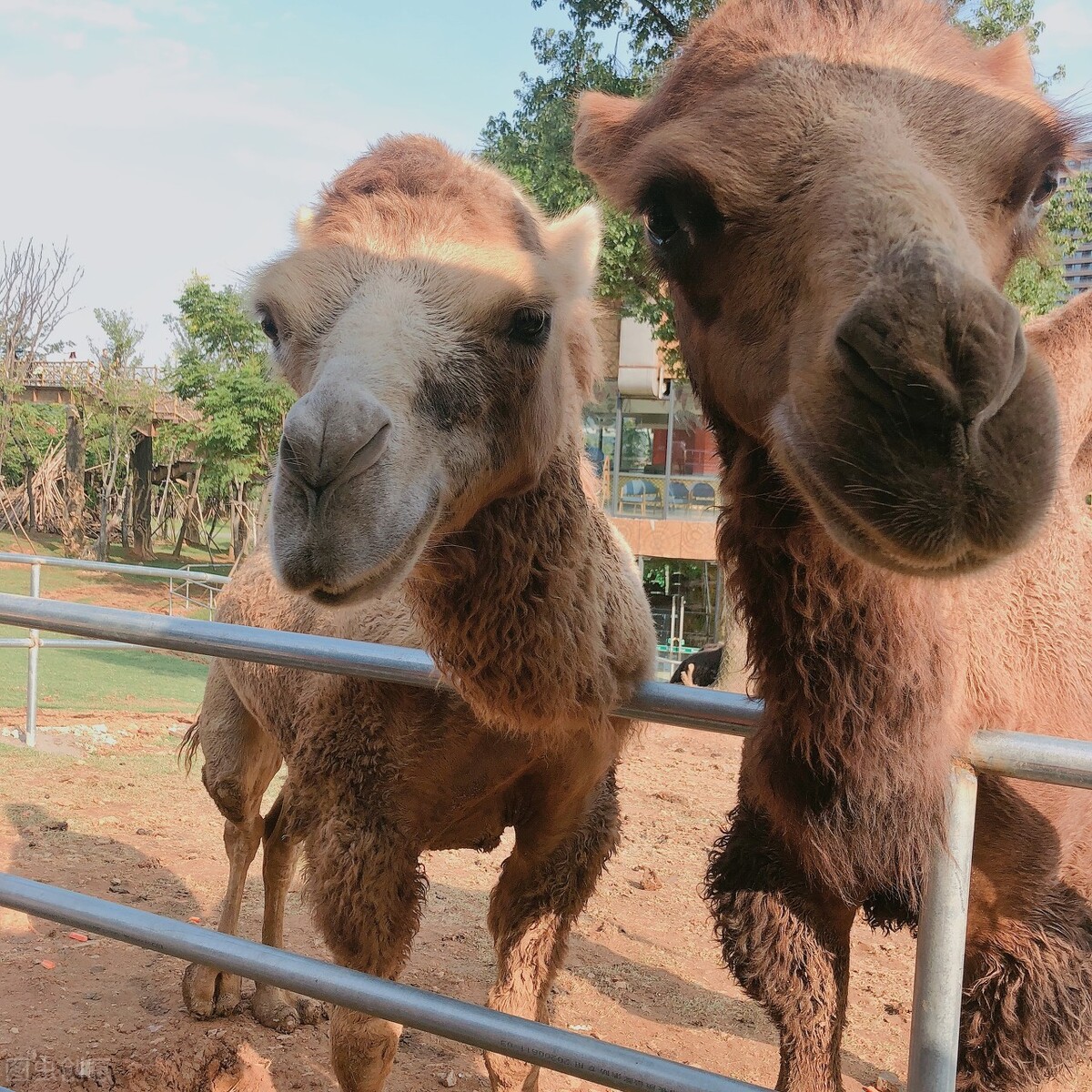 The most hungry animal in the world can go 10 years without food - iNEWS