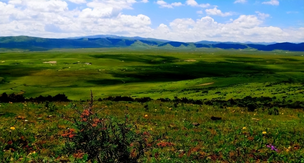 More than 80 years have passed, what happened to the grassland that ...