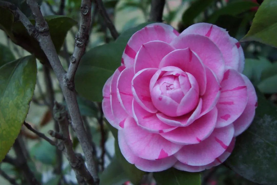 6 kinds of "Longevity Flowers" can be grown for hundreds of years. If ...