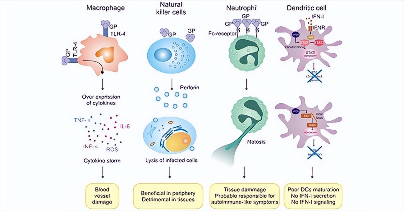 [Popular Science]Cytokine Storm——The Deadly Killer in the Immune System ...