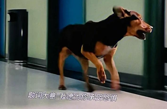 A Dog's Way Home: A Beautiful Animal Story by Charles Martin Smith - iMedia
