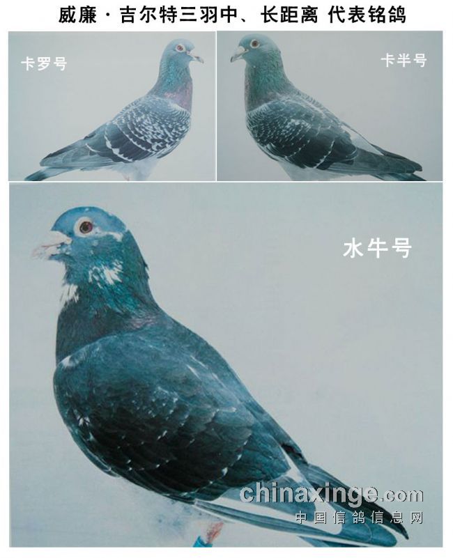 The great Belgian "middle distance pioneer" - William Geert - iNEWS