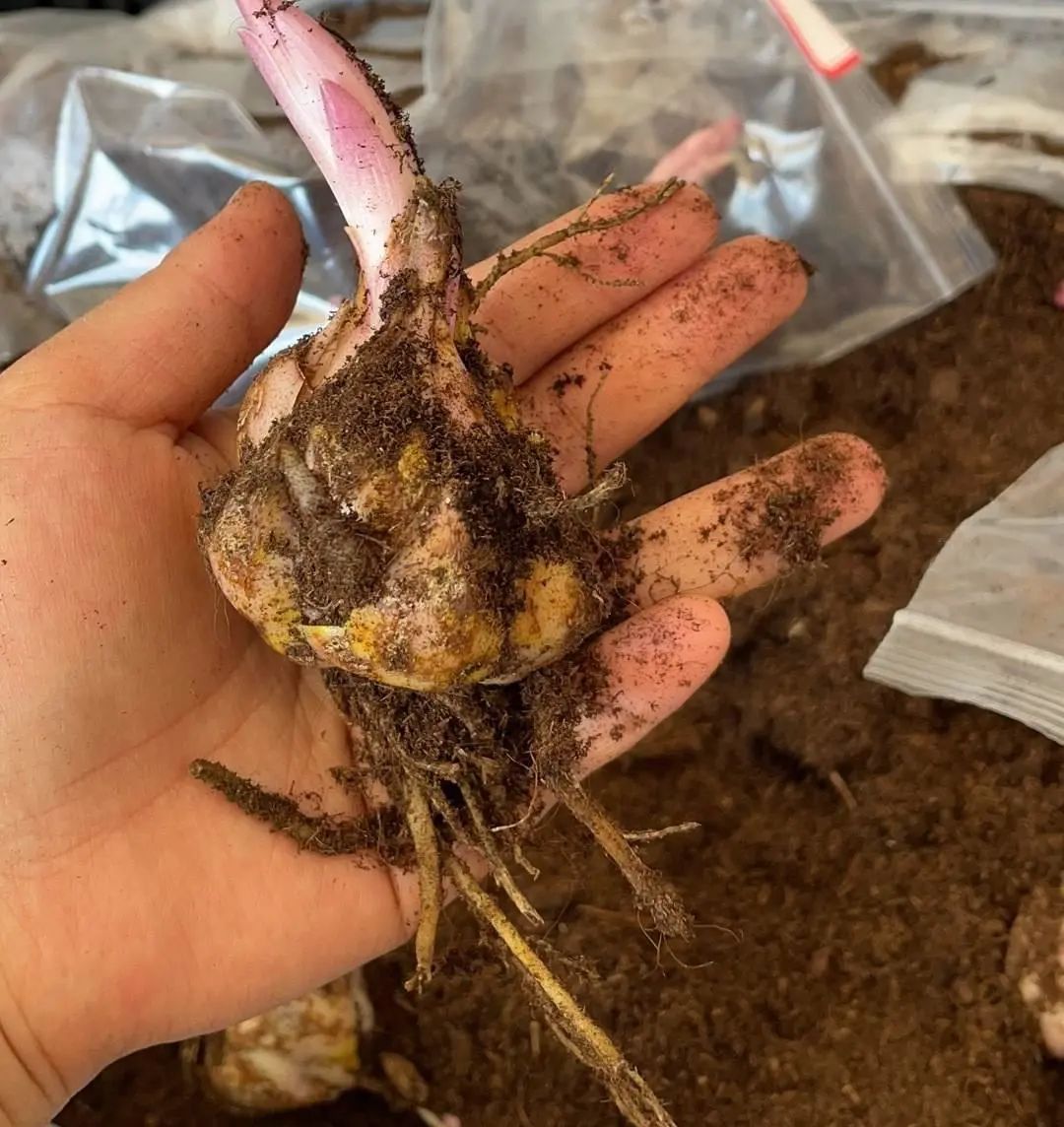 Throw a few "garlic balls" into the ground in autumn, and harvest a sea ...