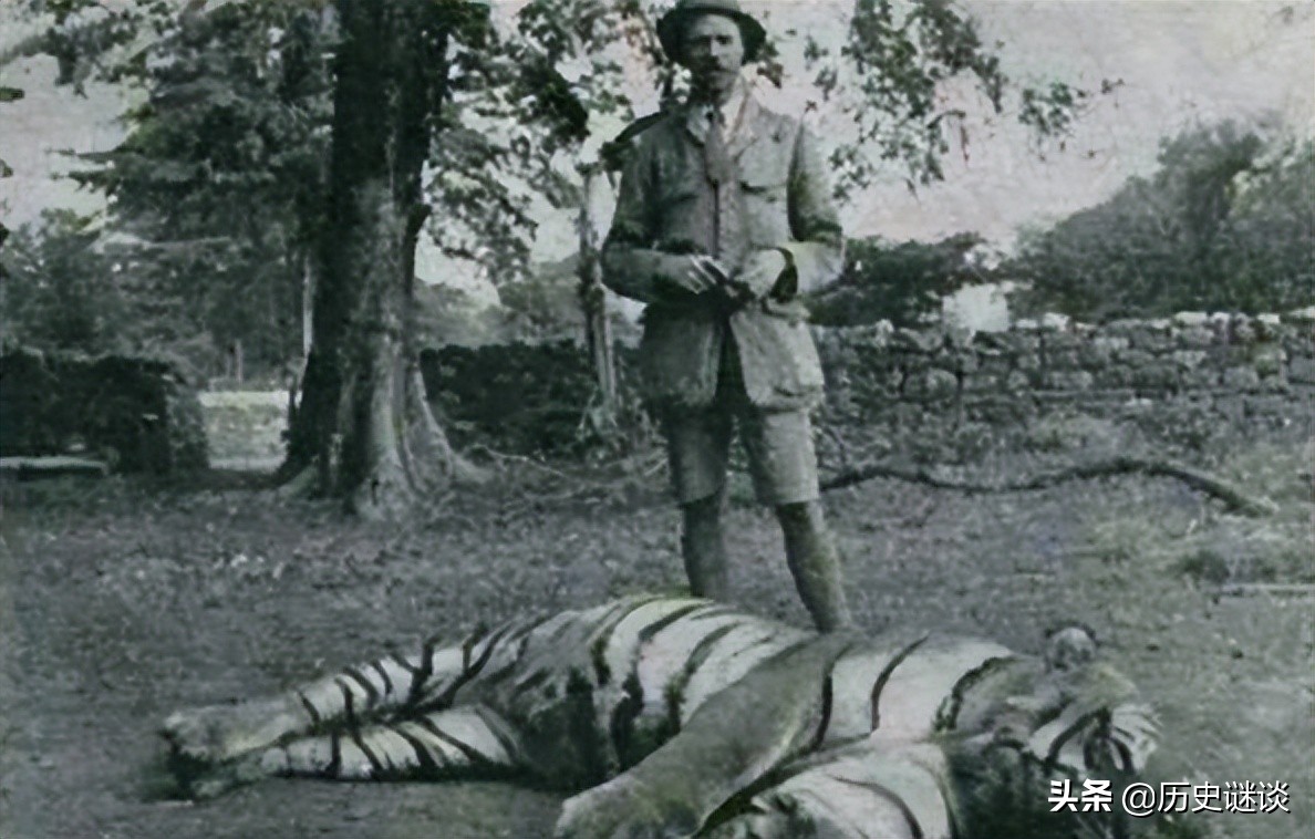 Terrible man-eating tiger: It devoured 436 people in two countries, and ...